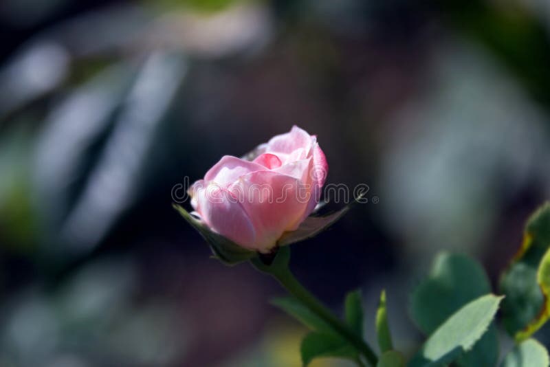 Rosas Rojas Del Capullo De Rosa Imagen de archivo - Imagen de hoja ...