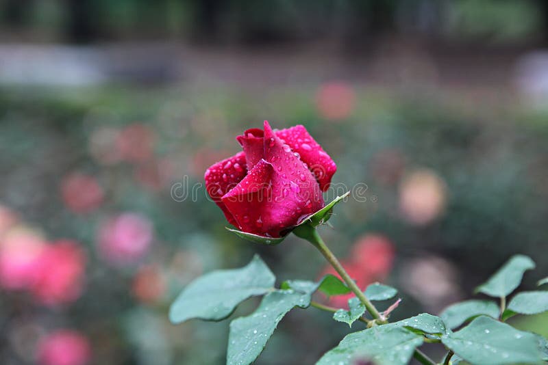 Rosas en el parque foto de archivo. Imagen de arbusto - 208715462