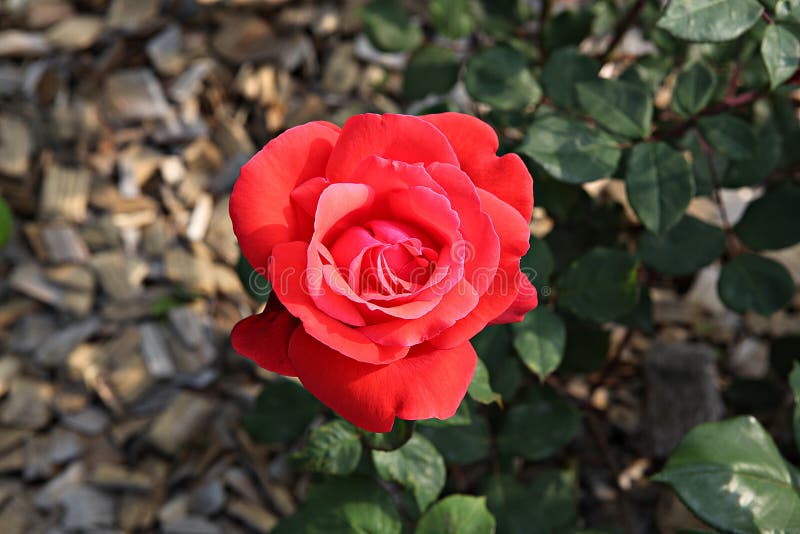 Rosas en el parque imagen de archivo. Imagen de ramo - 208716977
