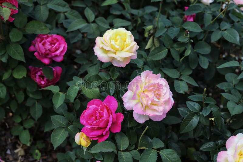 Rosas Florescentes No Mato No Jardim. Foto de Stock - Imagem de ...