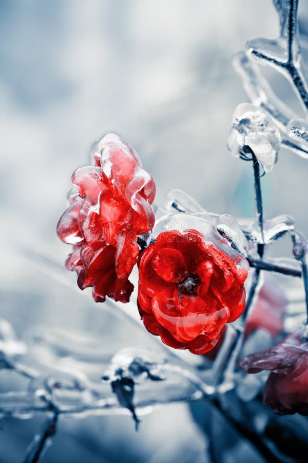 Rosas heladas imagen de archivo. Imagen de bulbo, flores - 18481773