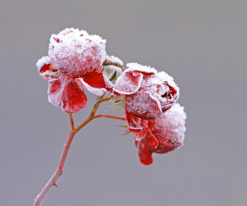 Rosas heladas imagen de archivo. Imagen de hielo, helado - 3861561