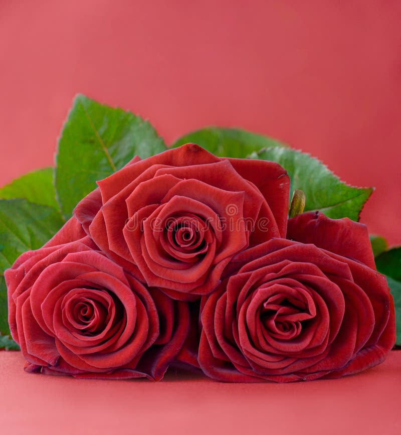 Rosas hermosas imagen de archivo. Imagen de hojas, presente - 12793967