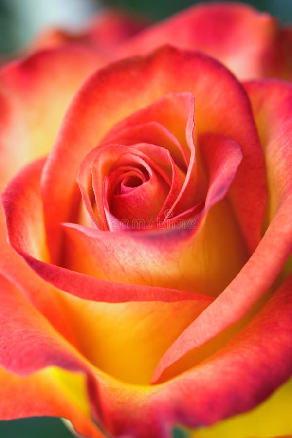 Rosas hermosas foto de archivo. Imagen de verde, floral - 5197814