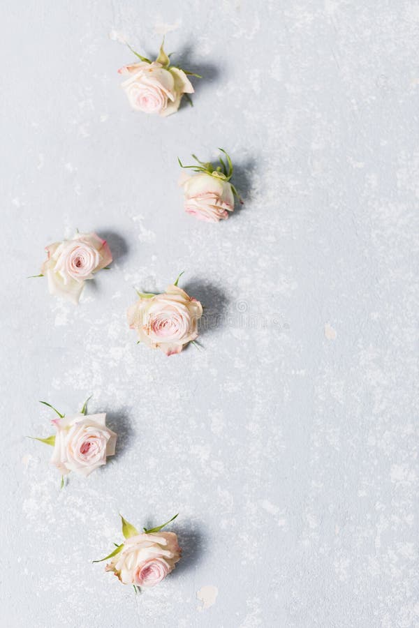 Rosas Hermosas Del Espray, Flores Rosadas Verticalmente Con El Borde ... Rosas Hermosas Del Espray, Flores Rosadas Verticalmente Con El Borde ...