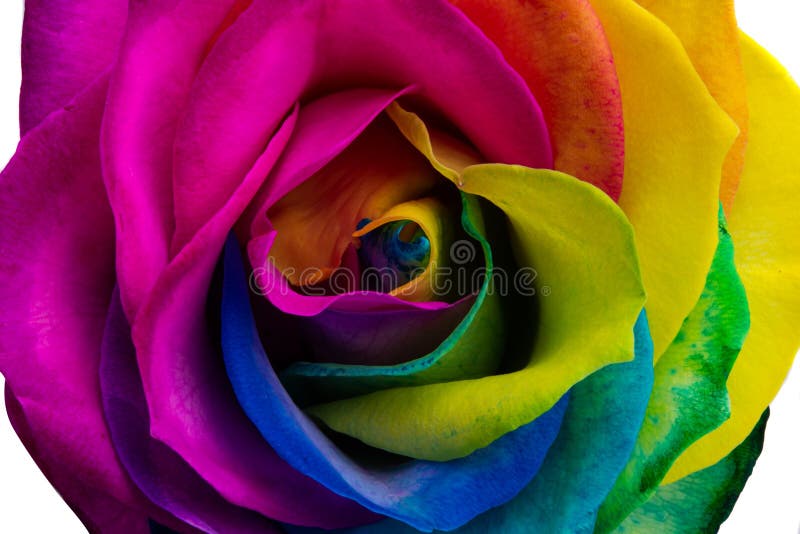 Rosas Multicolores Aisladas Imagen de archivo - Imagen de cubo ...