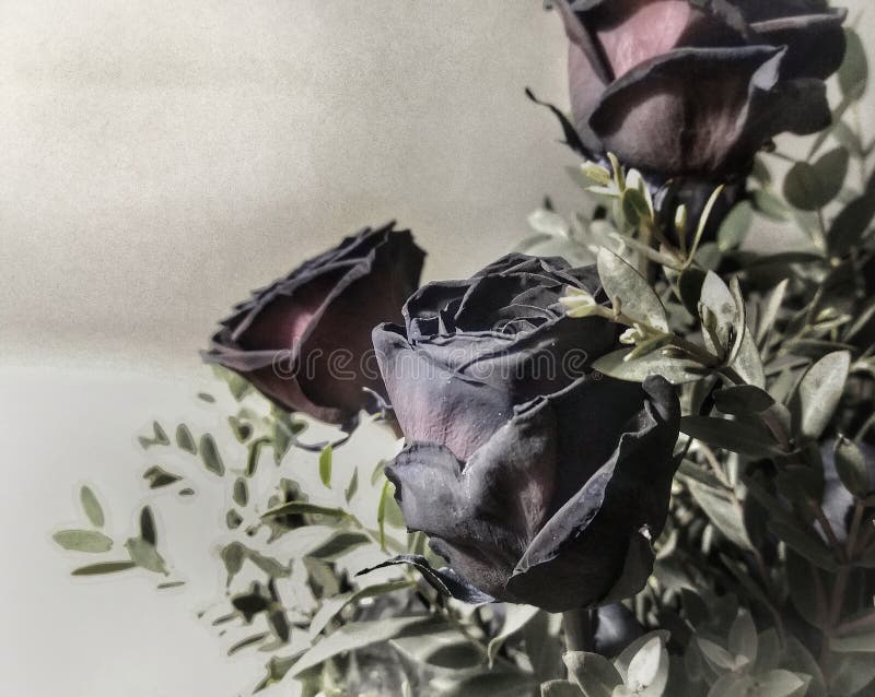 Rosas pretas imagem de stock. Imagem de preto, velho - 136371077