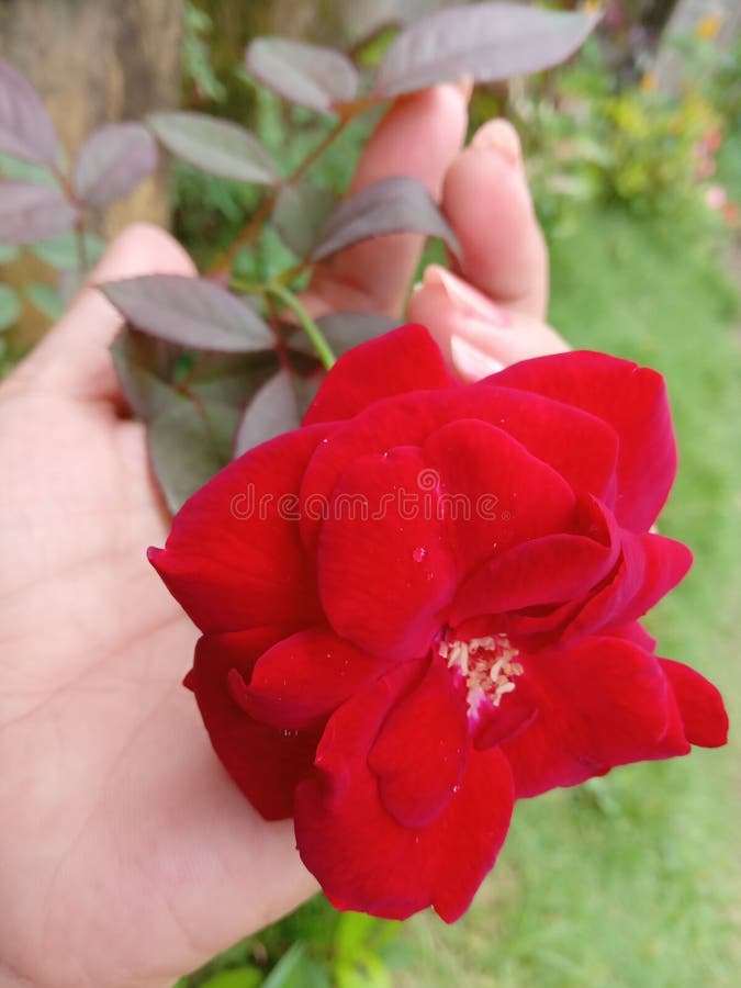 Rosas rojas rojas imagen de archivo. Imagen de rosa - 267659197