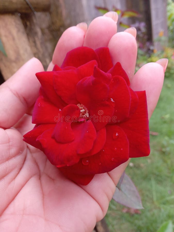 Rosas rojas rojas foto de archivo. Imagen de ramo, flor - 267659220