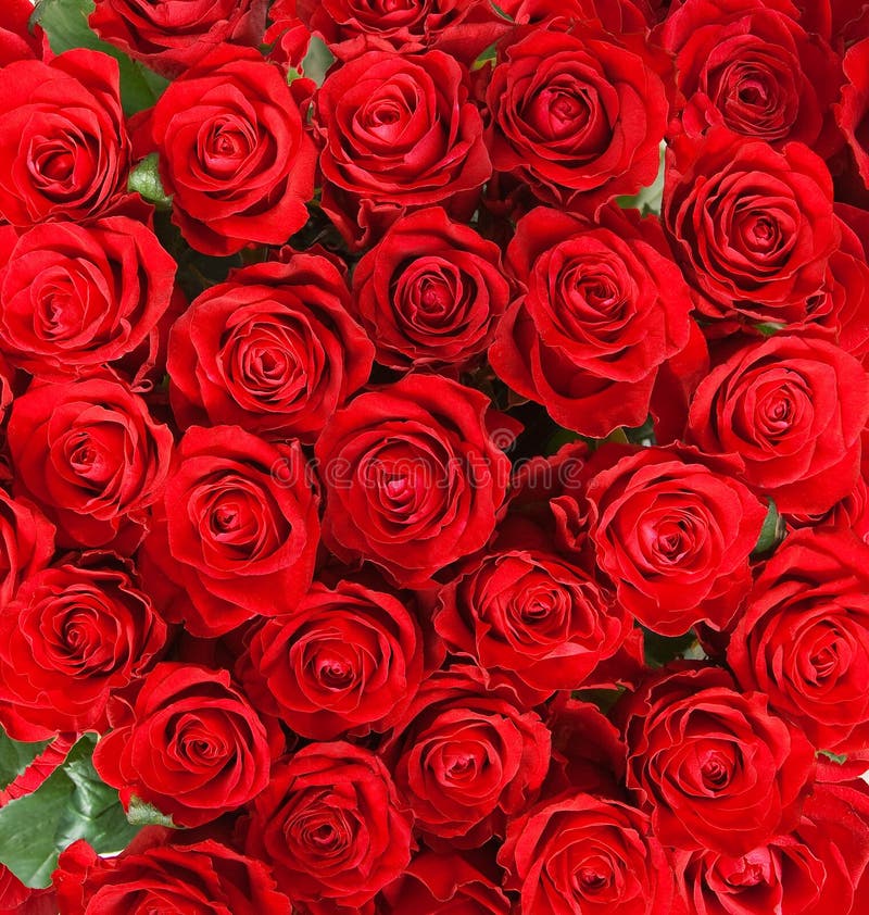 Rosas rojas imagen de archivo. Imagen de rosa, pascua - 33222343