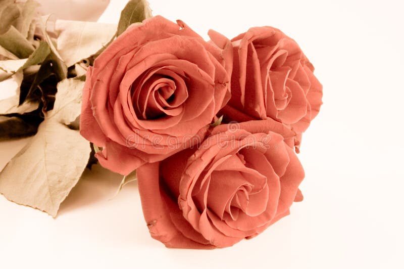 Rosas rojas imagen de archivo. Imagen de blanco, sepia - 5409071