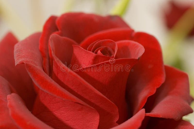 Rosas rojas imagen de archivo. Imagen de flora, rojo, regalo - 660275