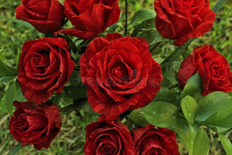 Rosas rojas imagen de archivo. Imagen de color, amor - 89929075