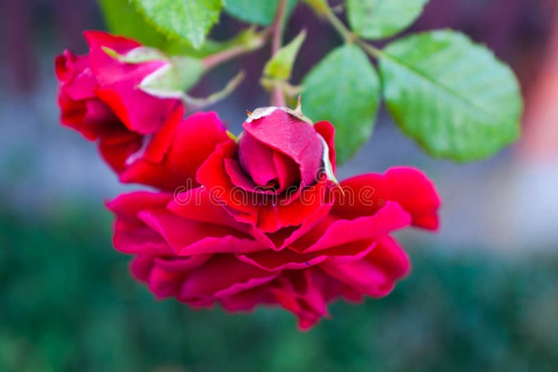 Rosas Rojas Del Capullo De Rosa Imagen de archivo - Imagen de pétalo ...