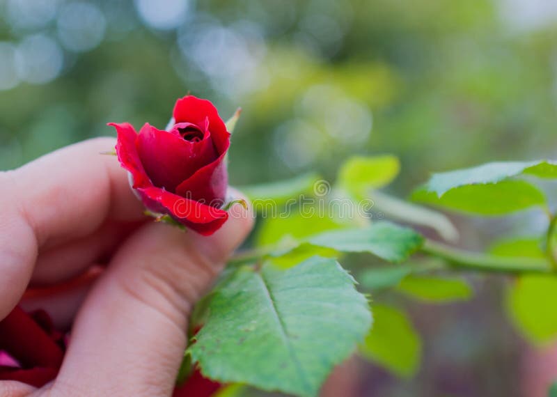Rosas Rojas Del Capullo De Rosa Imagen de archivo - Imagen de pétalo ...