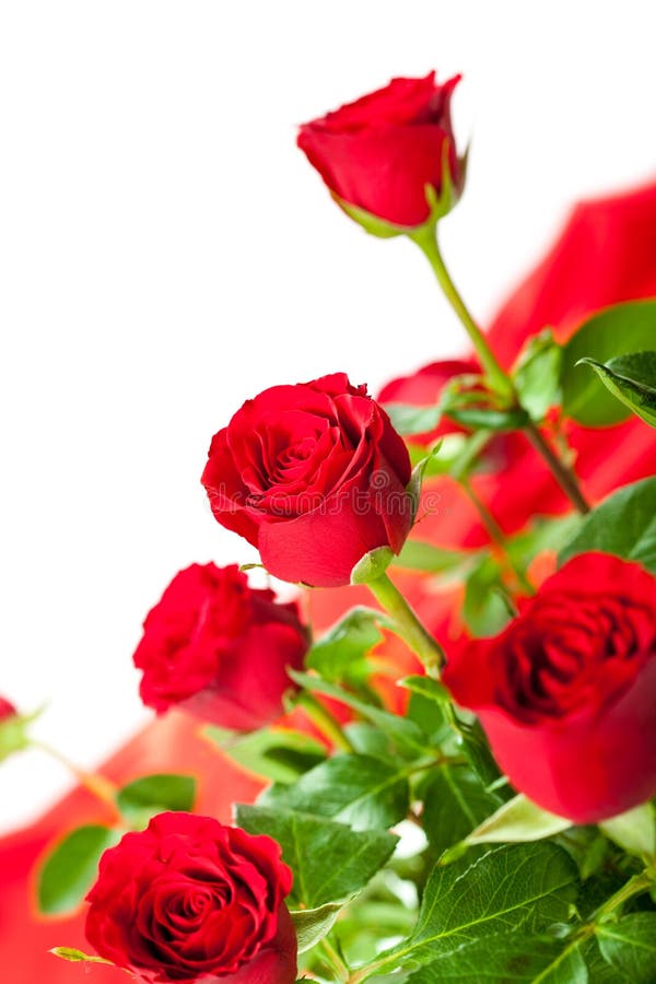Rosas Rojas En El Fondo Blanco Foto de archivo - Imagen de rosa, fondo ...