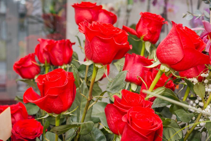 Rosas Rojas Es Muchas Rosas Rojas Imagen de archivo - Imagen de rosas ...