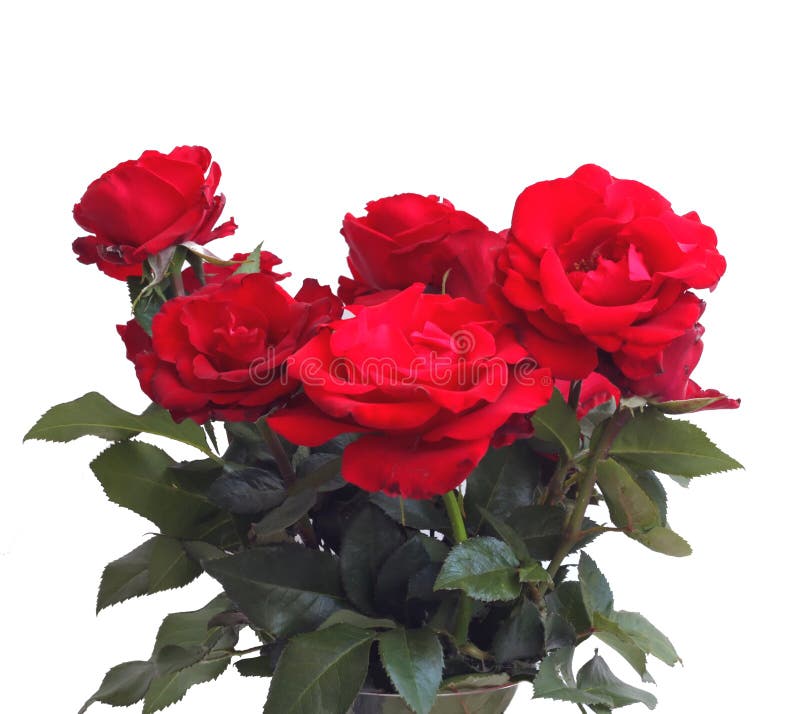 Rosas rojas hermosas. foto de archivo. Imagen de verde - 14987550