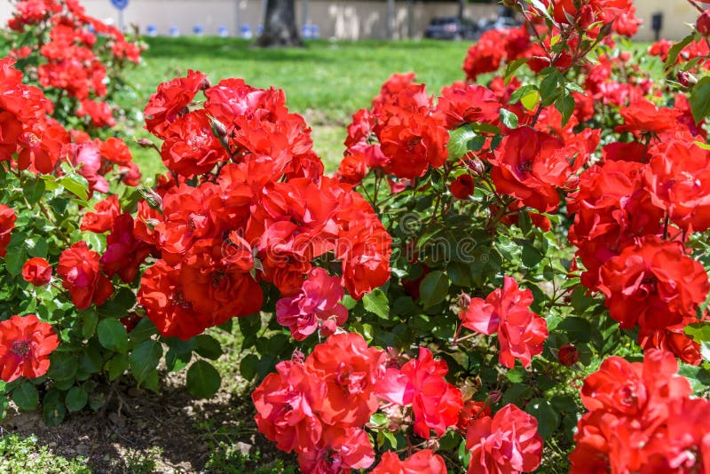 Rosas rojas naturales imagen de archivo. Imagen de cubo - 133044065