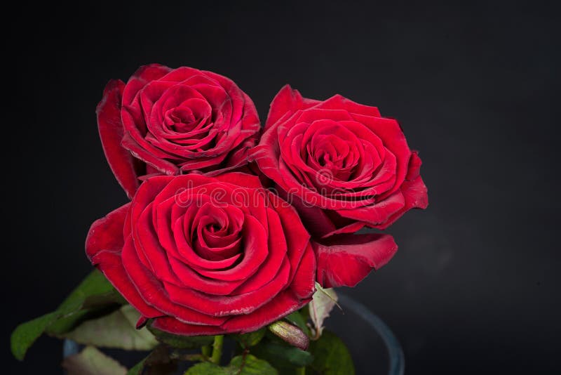 Rosas rojas naturales foto de archivo. Imagen de fondo - 70957488