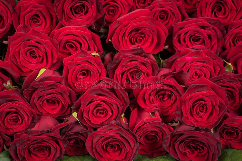 Rosas rojas naturales imagen de archivo. Imagen de brillante - 76738421