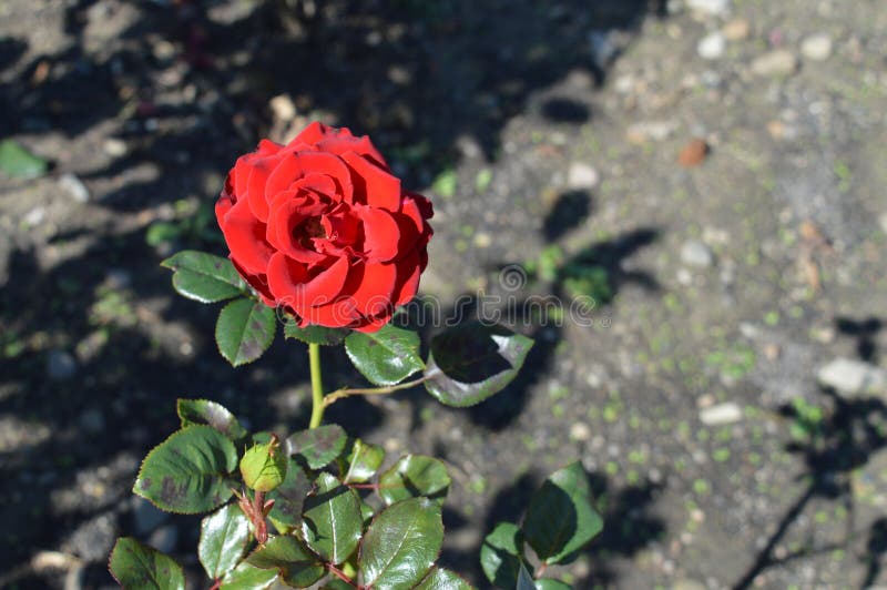 Rosas Rojas Solas En Parque De La Ciudad Imagen de archivo - Imagen de ...