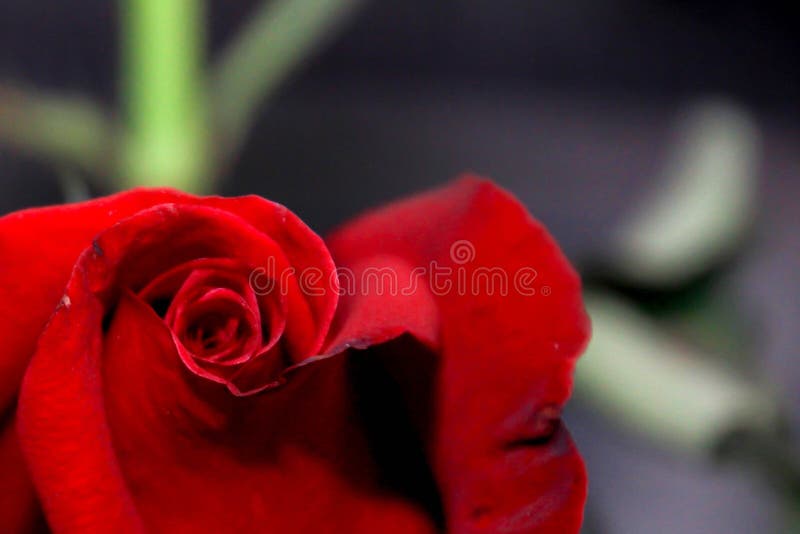 Rosas Rojas Solas En Un Fondo Negro Imagen de archivo - Imagen de cubo ...