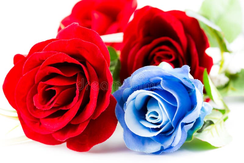Rosas rojas y azules foto de archivo. Imagen de flora - 29697580