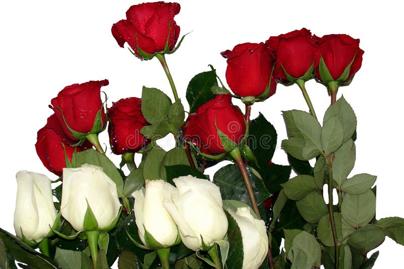 Rosas rojas y blancas stock de ilustración. Ilustración de completo ...