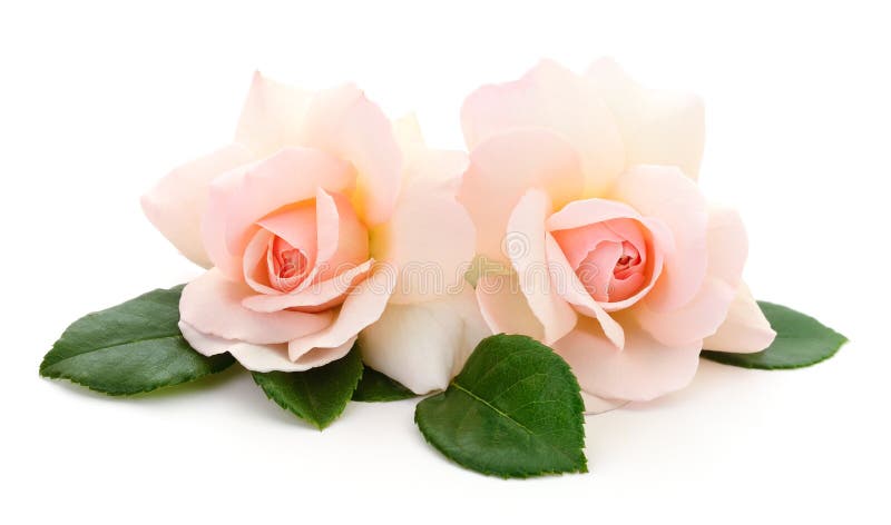 Rosas rosa lindas foto de stock. Imagem de pétala, buquê - 214936716