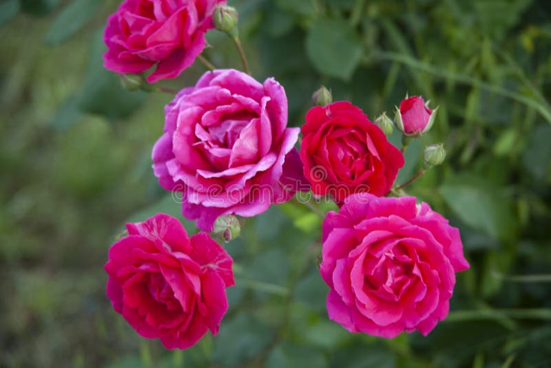 Rosas Rosa No Mato No Jardim Imagem de Stock - Imagem de parque, floral ...