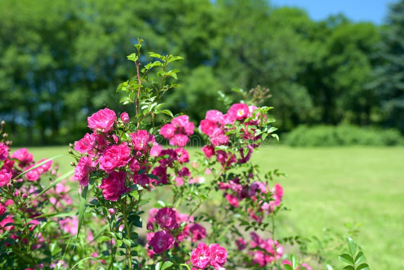 Rosas Rosadas En El Parque Paisaje Del Verano Con Las Rosas ...