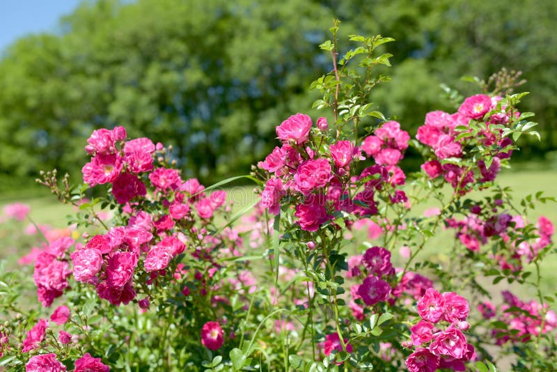 Rosas Rosadas En El Parque Paisaje Del Verano Con Las Rosas ...