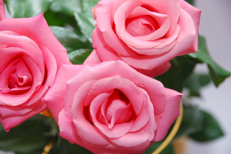 Rosas rosadas hermosas imagen de archivo. Imagen de rosa - 12562263