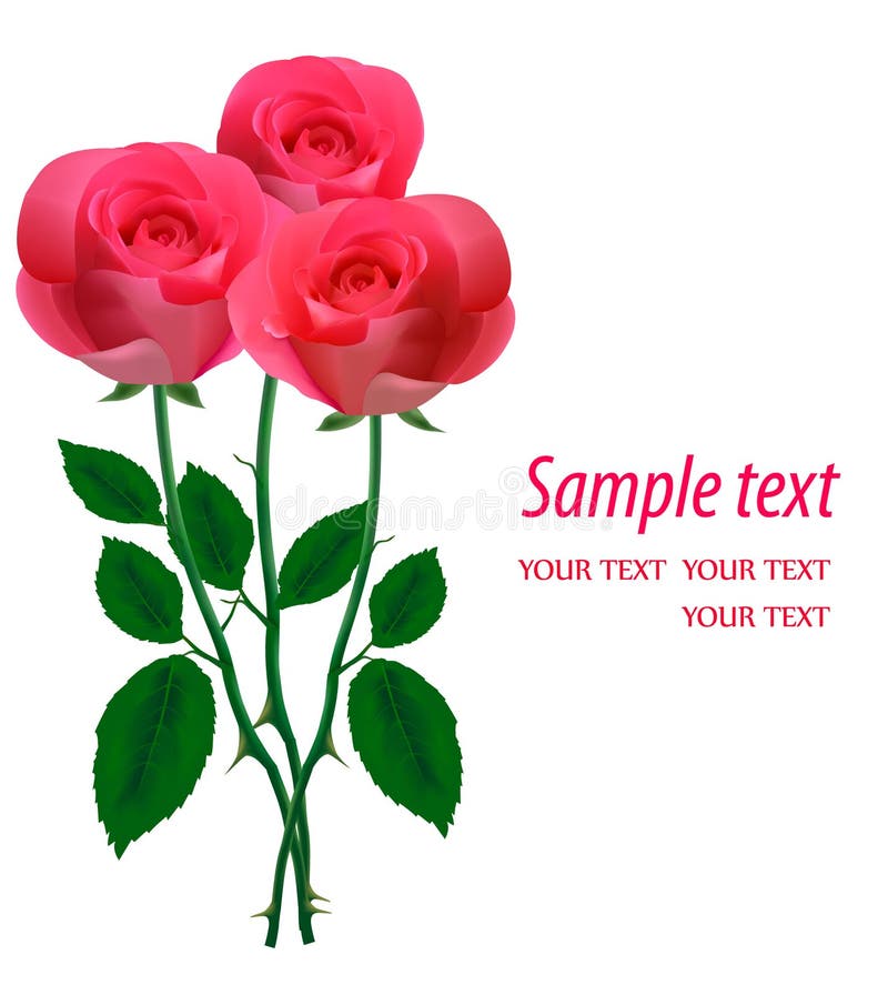 Rosas Rosadas Hermosas En Un Fondo Blanco. Vector Ilustración del ...