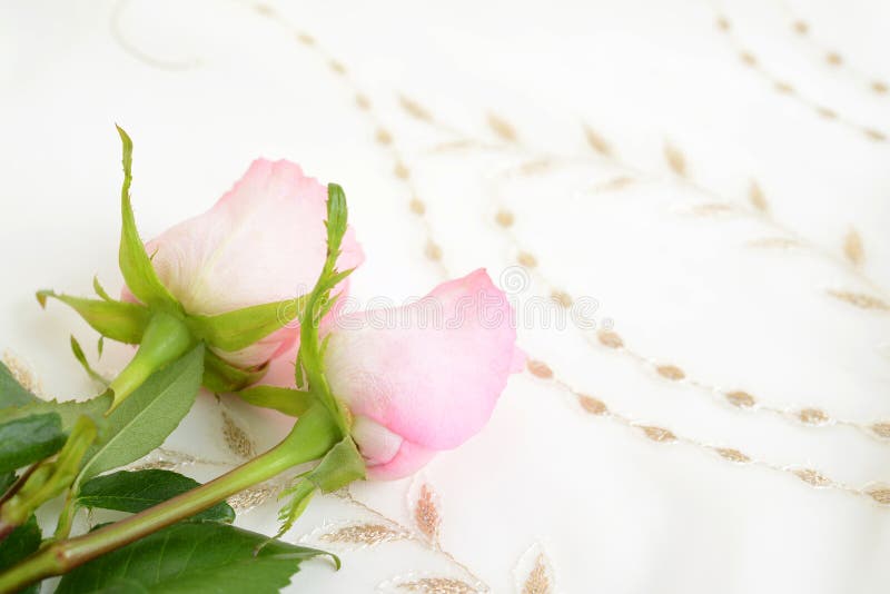 Rosas rosadas hermosas imagen de archivo. Imagen de elegante - 143233525