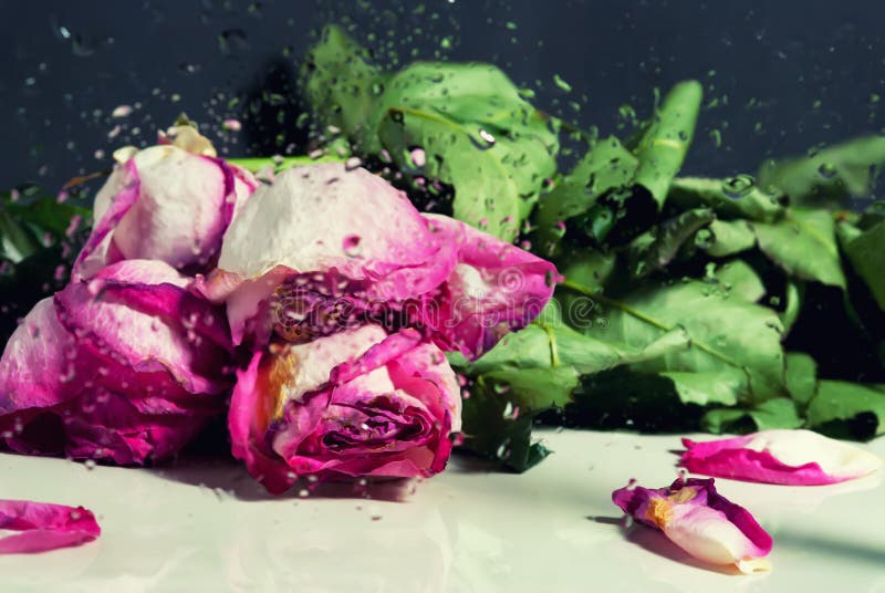 Rosas Rosadas Marchitadas Debajo Del Vidrio Foto de archivo - Imagen de ...