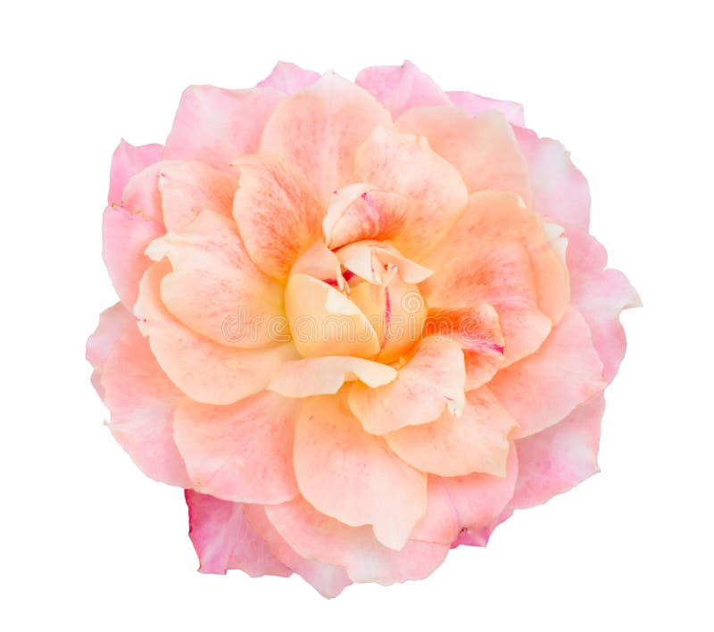 Rosas Rosas Rosas Sobre Un Fondo Blanco Aislado Foto de archivo ...