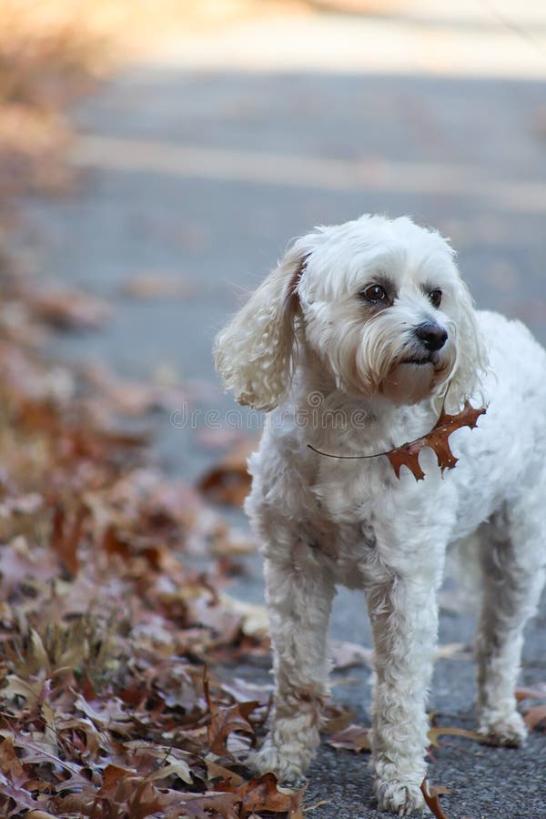 Roscoe Dog Stock Photos - Free & Royalty-Free Stock Photos from Dreamstime