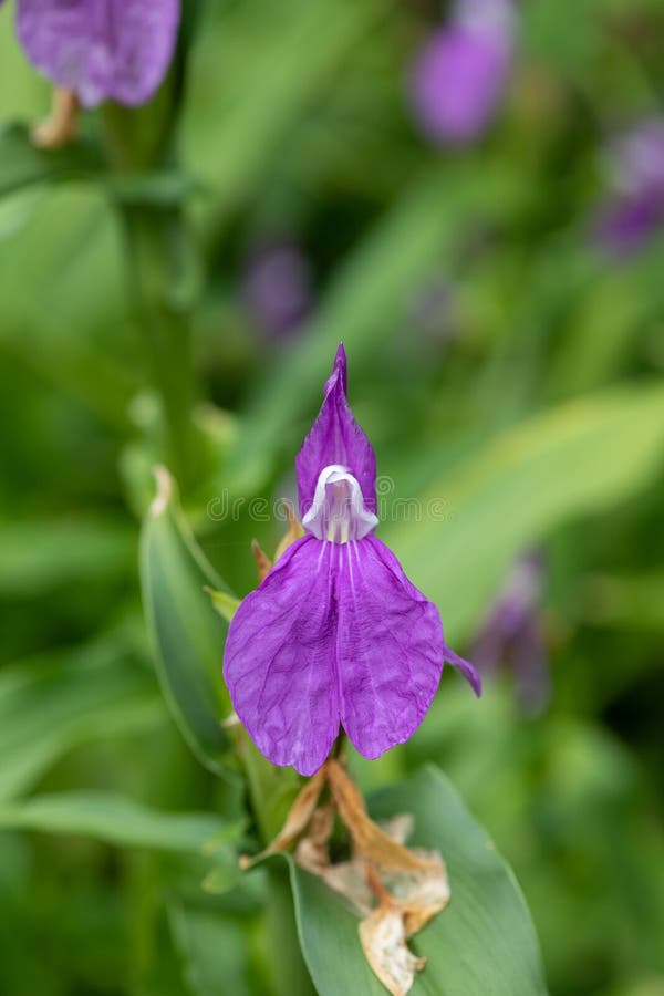 Roscoea purpurea stock photo. Image of background, gardening - 203625208