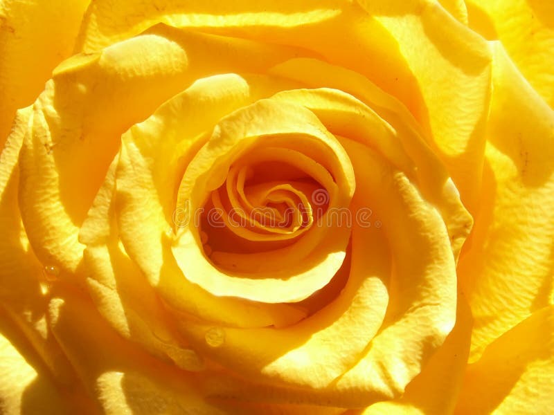 Rose stock photo. Image of yellow, roses, rose, petals - 1018626