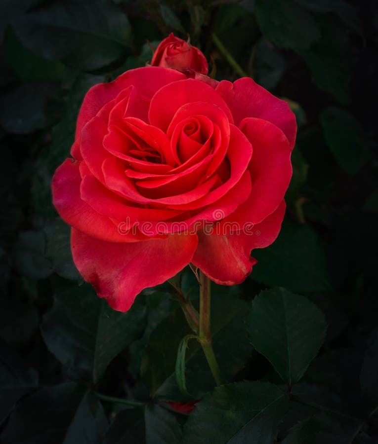 Rose stockfoto. Bild von tropfen, sonne, rosa, hell - 104329344