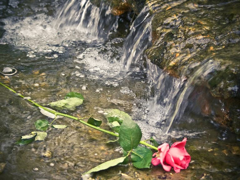 1,173 Rose Flower Waterfall Boquet Stock Photos - Free & Royalty-Free ...
