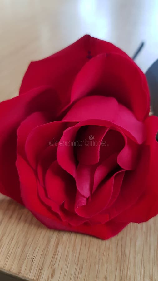 Rose stock photo. Image of rose, pick, redrose, flower - 111185488