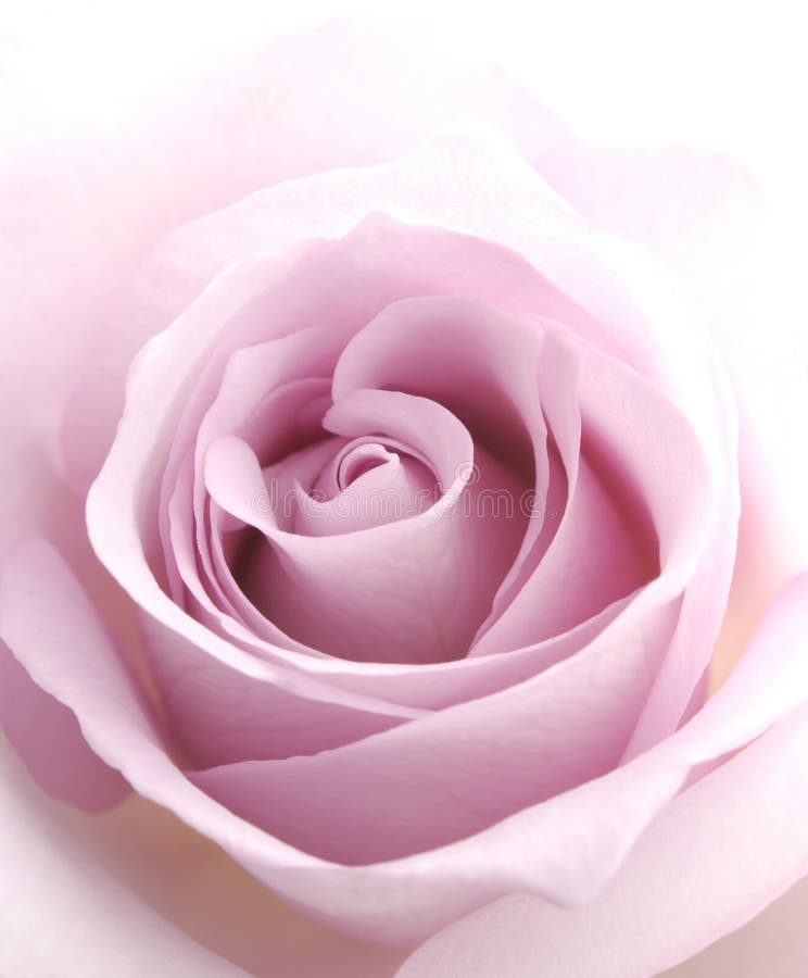 Rose photo stock. Image du fleur, fond, détail, beauté - 11128938