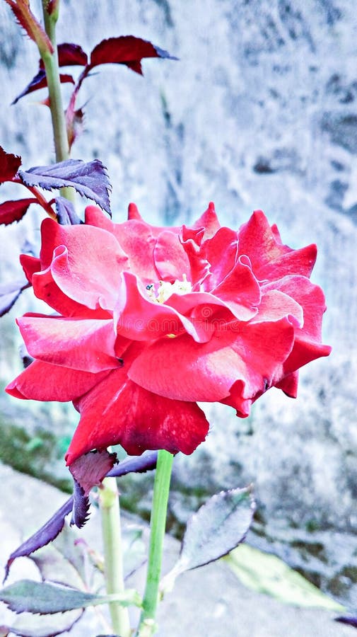 Rose stock photo. Image of flower, summertime, rose - 113162504