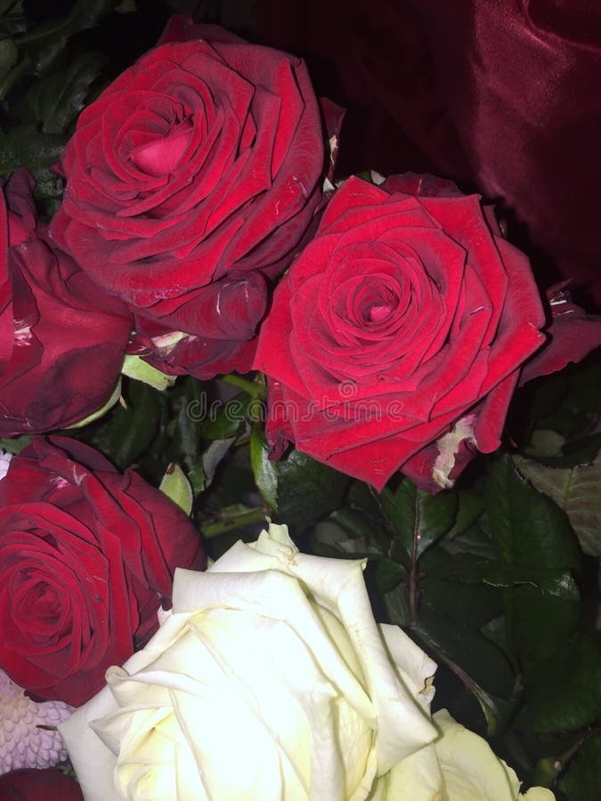 Rose stock image. Image of bouquet, rose, rouge, blanche - 114717891
