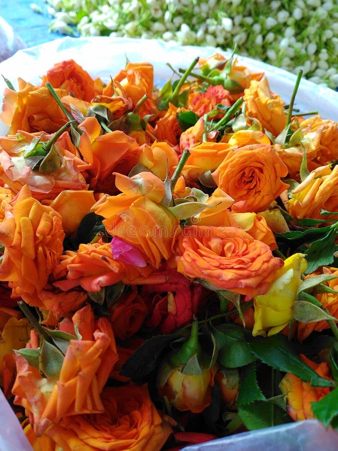 Folavar Natural Stock Photos - Free & Royalty-Free Stock Photos from ...