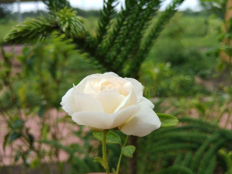 Rose stock image. Image of rose, looking, flower, necharal - 124179395