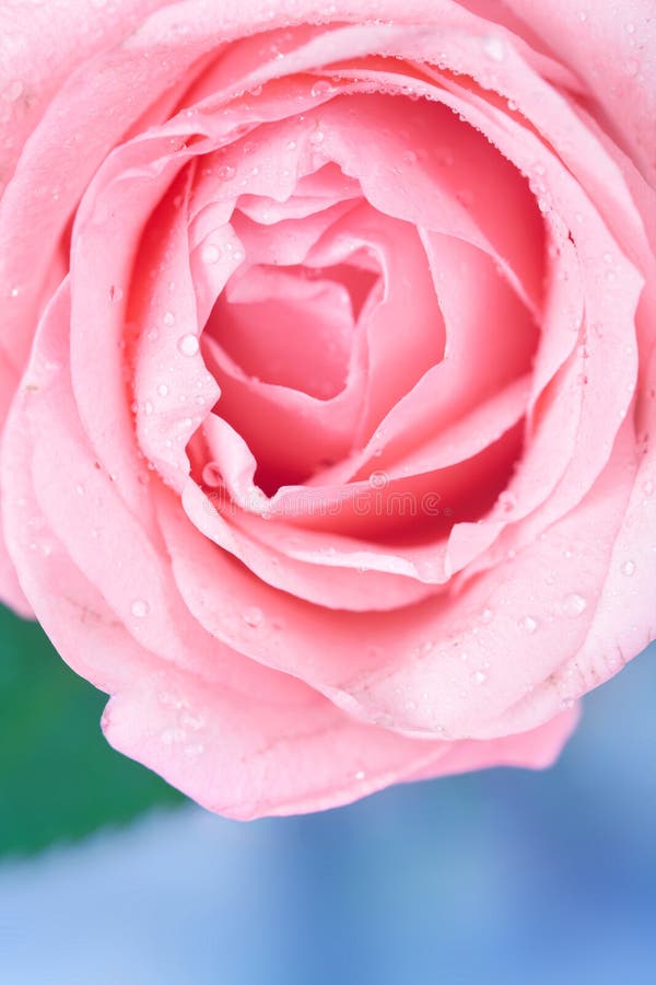 Rose stock image. Image of flora, close, rose, closeup - 13248301